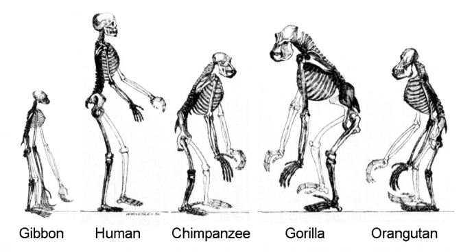 How Many Genes Do Humans Have? | Genetics Digest