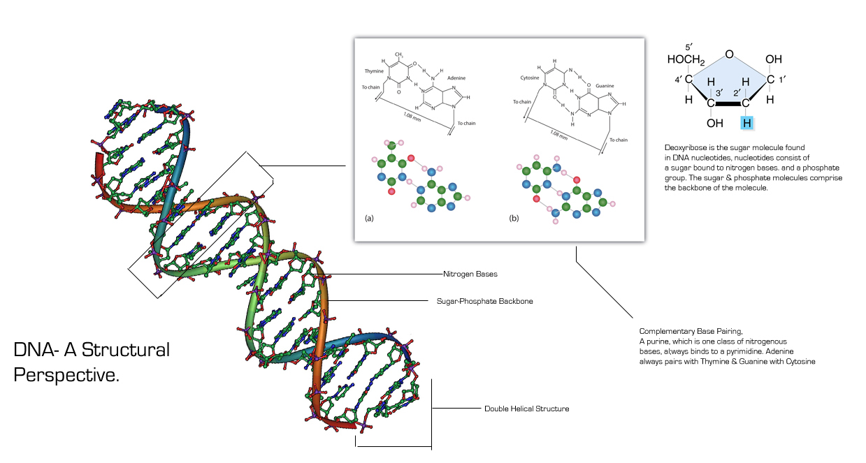The Genetics of Culture (Hint: It doesn’t exist) | Genetics Digest