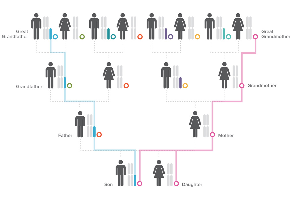 Are You Genetically Closer To Your Parents Or Siblings Genetics Digest